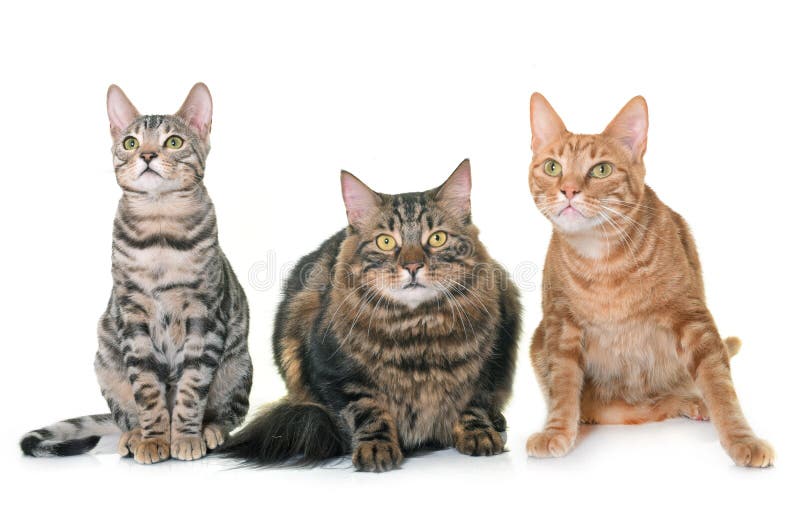 Drei Katzen im Studio stockbild. Bild von gruppe, erwachsener - 84316549