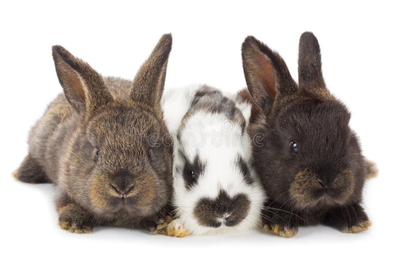 Drei kleine Kaninchen stockbild. Bild von schnitt, getrennt - 69088117