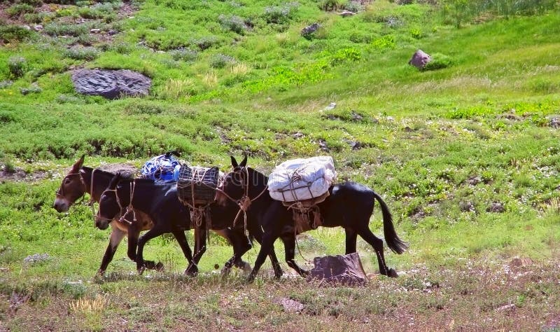 Lustige Maultiere stockfoto. Bild von neugierig, tier - 26162986