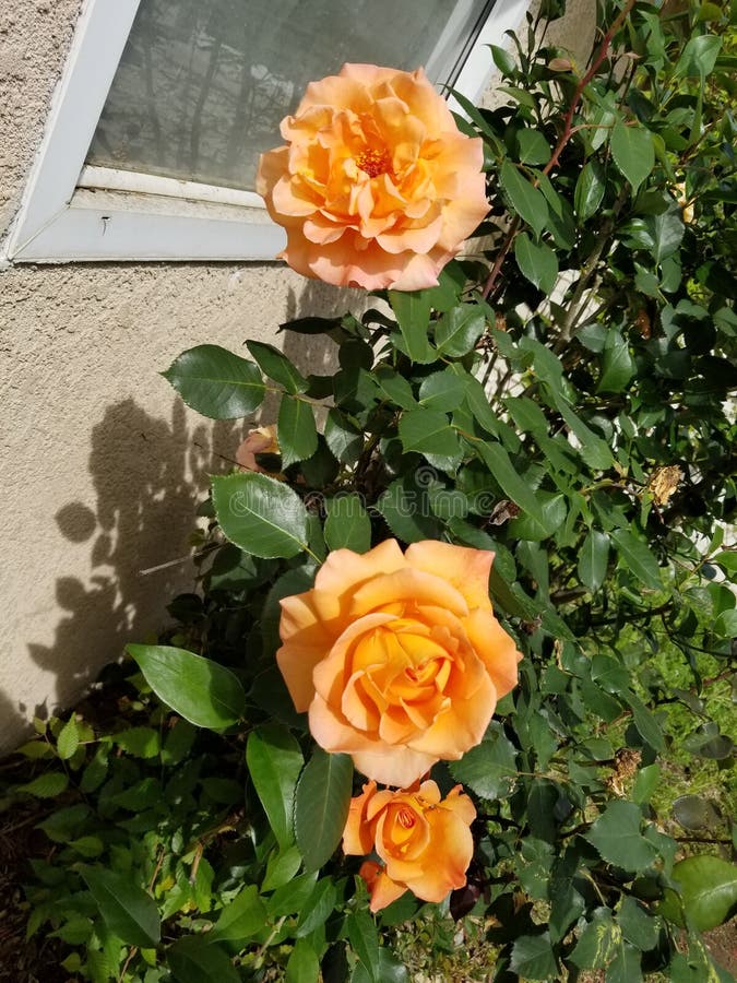Drei orange Rosen stockbild. Bild von drei, orange, blätter - 128729959