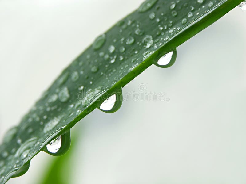 Drei Regentropfen stockbild. Bild von effekt, morgen, grün - 159187