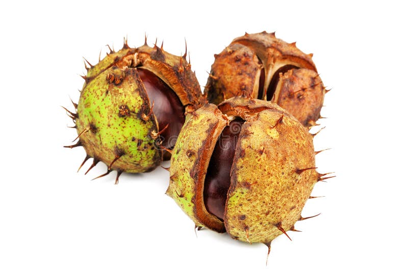 Drei Kastanien In Der Schale Auf Einem Weißen Hintergrund Stockfoto ...