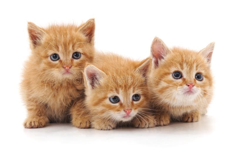 Drei Rote Katzen stockfoto. Bild von nett, reinrassig - 187290196