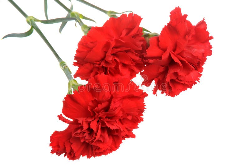 Drei Rote Nelken Lokalisiert Stockfoto - Bild von frisch, knospe: 40216686