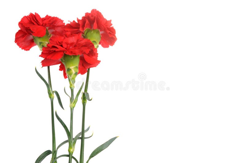 Drei Rote Nelken Lokalisiert Stockbild - Bild von dekoration, aufbau ...