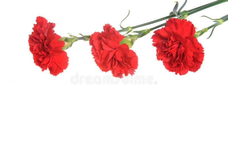 Drei Rote Nelken Lokalisiert Stockfoto - Bild von blumenblatt, blüte ...