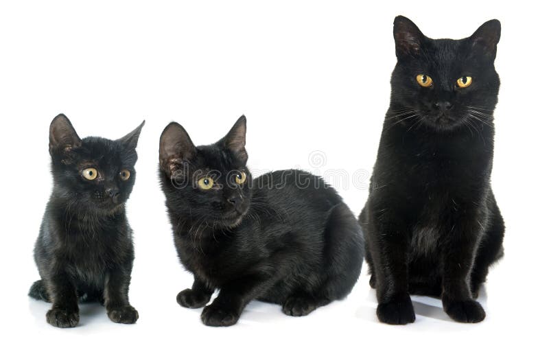 Drei Katzen im Studio stockbild. Bild von gruppe, erwachsener - 84316549