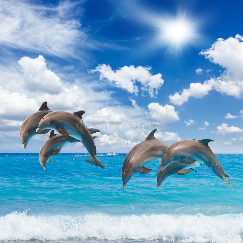 Drei springende Delphine stockfoto. Bild von schwimmen - 60536102