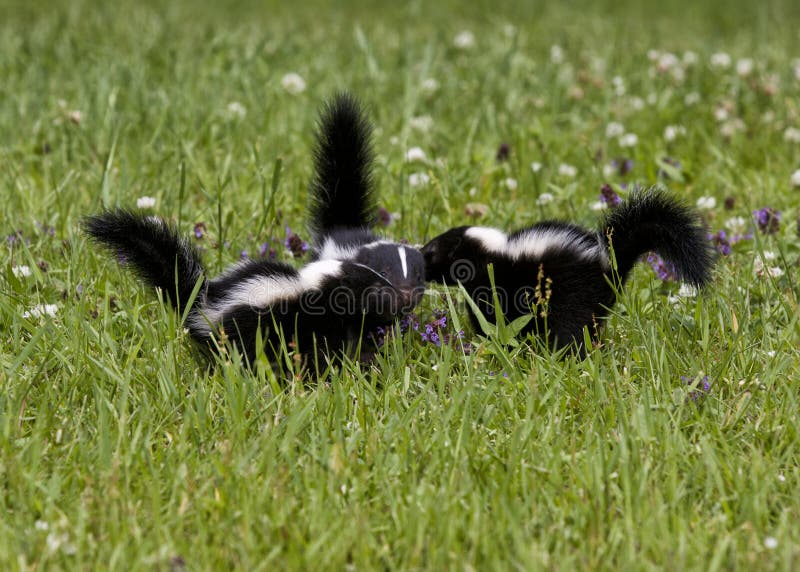 Baby-Stinktiere in Folge in Den Wildflowers Stockbild - Bild von ...