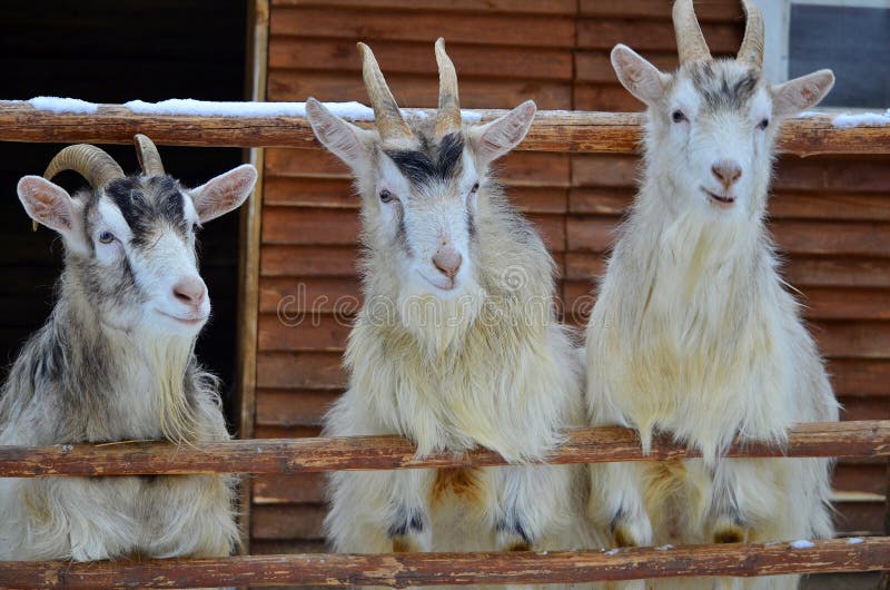 Drei Ziegen, Kleiner Bauernhof In Den Schweizer Alpen Stockfoto - Bild ...