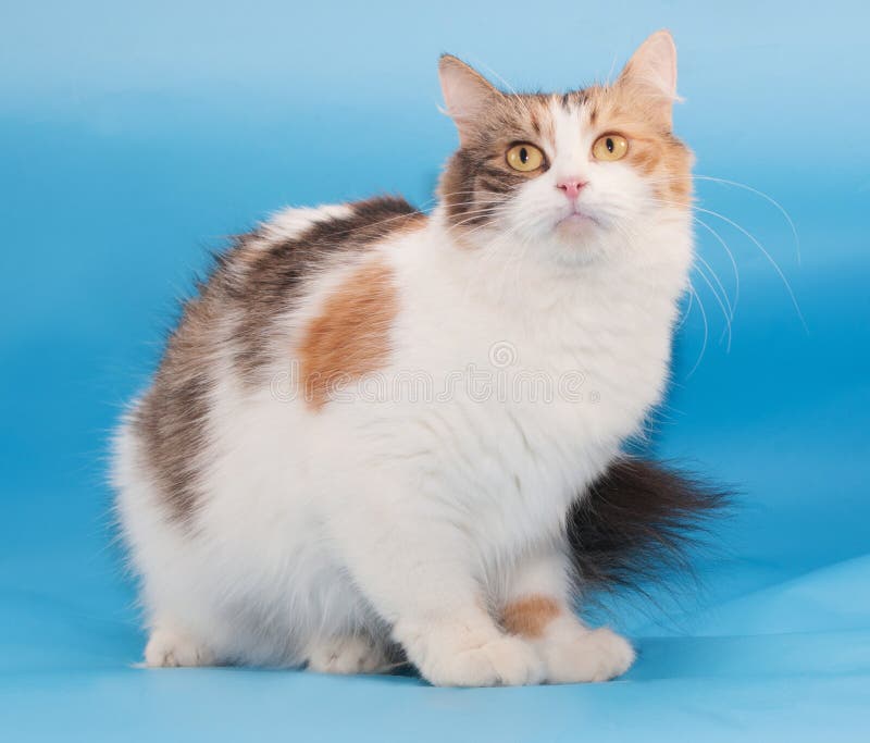 Dreifarbige Flaumige Katze Sitzt Stockbild - Bild von tatze, säugetier ...