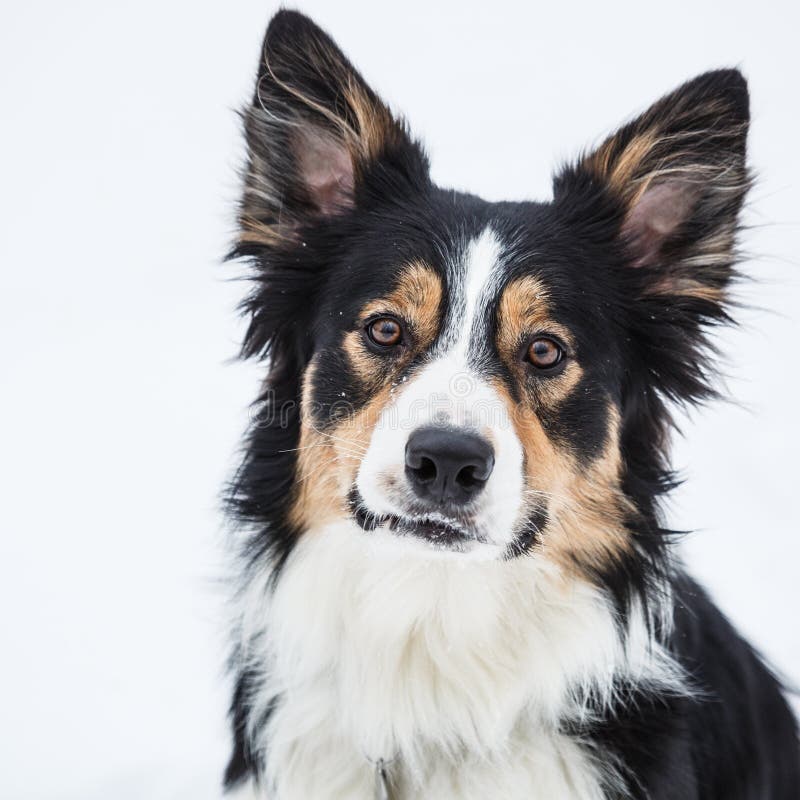 Dreifarbiges border collie stockbild. Bild von sport - 70539829