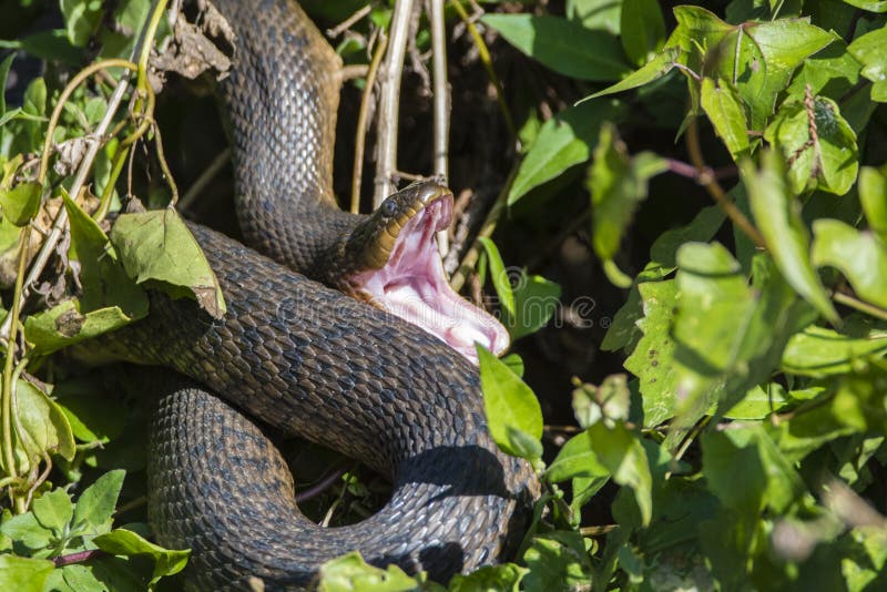 Bruin Water in Brokopondo, Suriname River, Zuid-Amerika Stock Foto ...