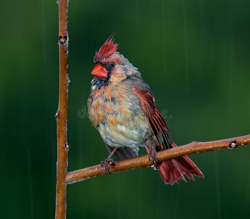 Drenched cardinal stock photo. Image of wildlife, rainy - 148335928