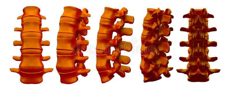 3d Afbeelding Van De Ruggenwervel Van De Menselijke Wervelkolom ...