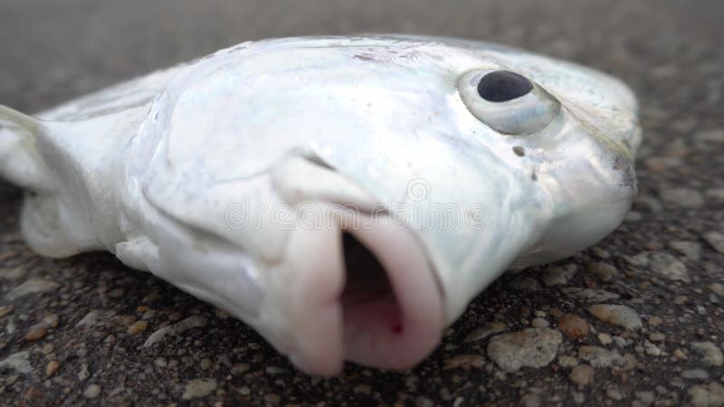 A Drepane Punctata after Angle is Put at Asphalt Road Stock Video ...