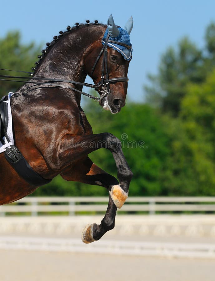 Dressage: horse rear stock photo. Image of head, animal - 20151344