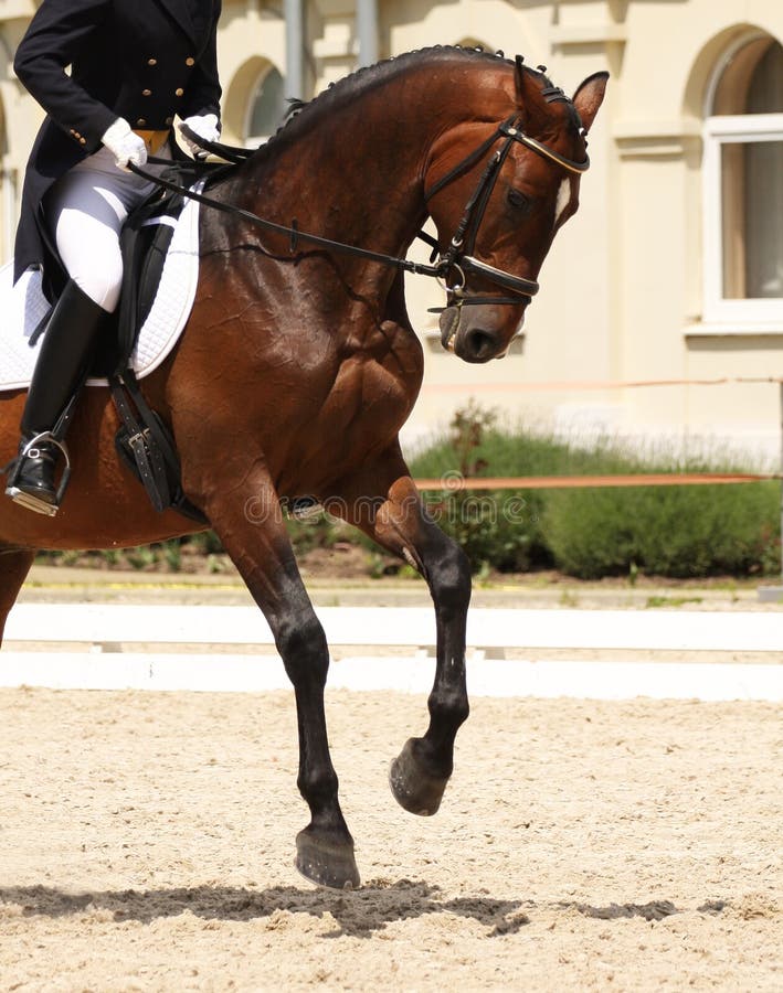 Dressage horse stock image. Image of active, competition - 29759685