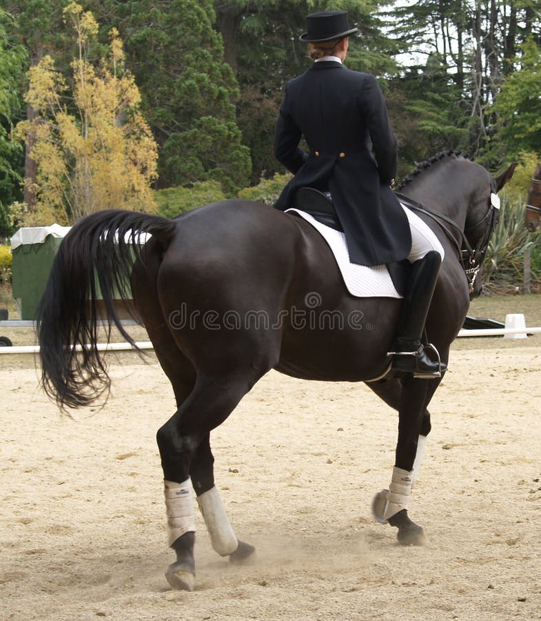 Dressage Rider stock photo. Image of contest, jumping - 2411796