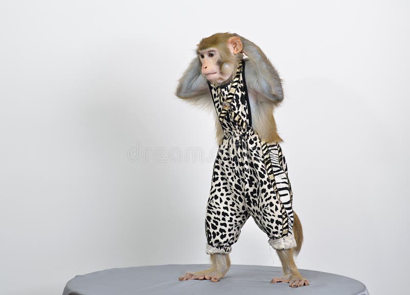 Real Monkey White Background Stock Photos - Free & Royalty-Free Stock ...