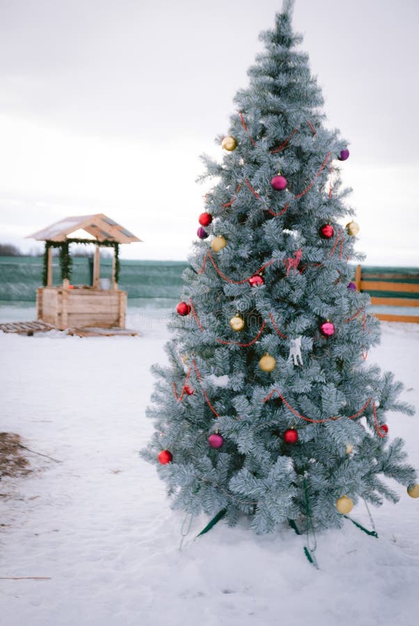 Dressed Christmas Tree Outdoors in a Village Stock Image - Image of ...