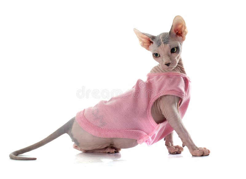 Sphynx Hairless Cat stock photo. Image of head, sphynx - 17658062
