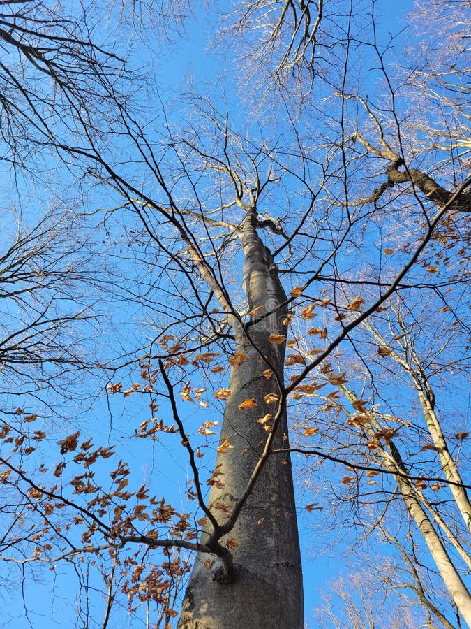 Dressing trees stock photo. Image of leaf, snow, forest - 247830270