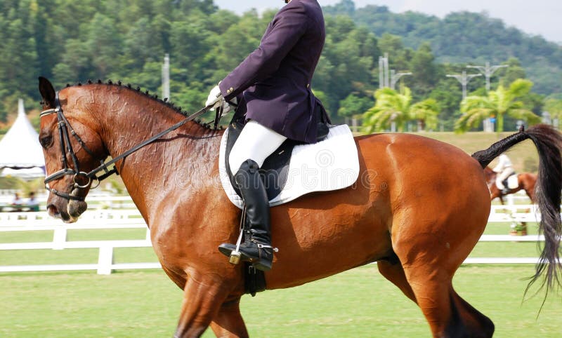 Dressuur stock foto. Image of paarden, zadel, sporten - 6456832