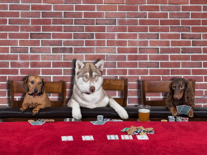 Drie Honden Die Pook Spelen Stock Foto - Image of hond, pook: 48235798