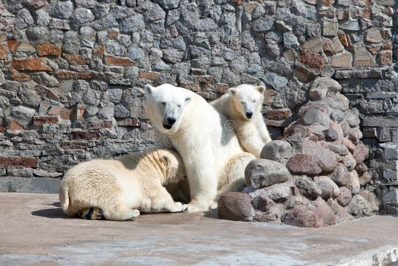 Drie Ijsberen in Een Dierentuin Stock Foto - Image of familie, zorg ...
