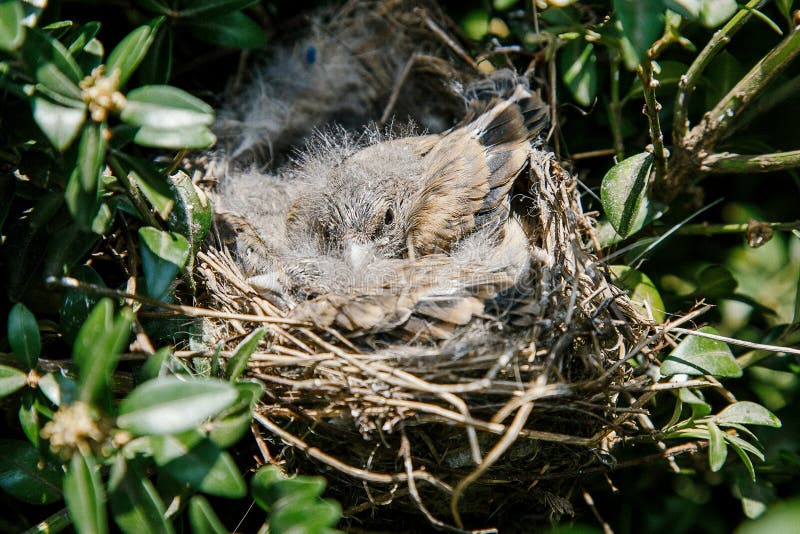 Kleine vogels in het nest stock foto. Image of bruin - 98956464