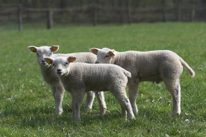 Drie lammeren stock afbeelding. Image of klein, lente - 3581419