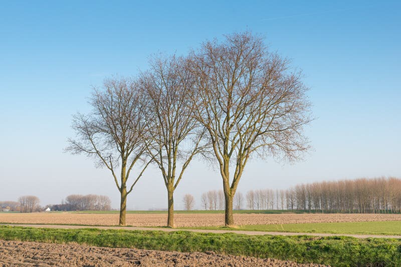 Drie Lange Naakte Bomen Op Een Rij Stock Foto - Image of seizoen, weide ...