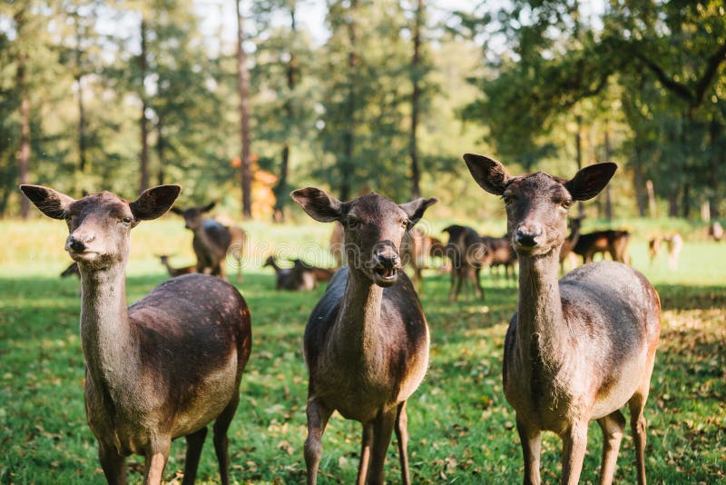 Drie Mooie Nieuwsgierige Kuiten in Park Stock Foto - Image of ...