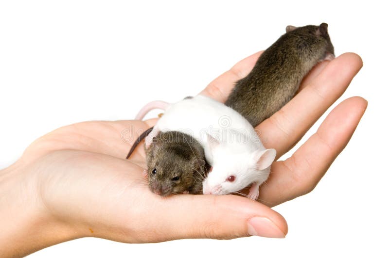 Drie Muizen stock afbeelding. Image of bont, studio, knaagdier - 4126973