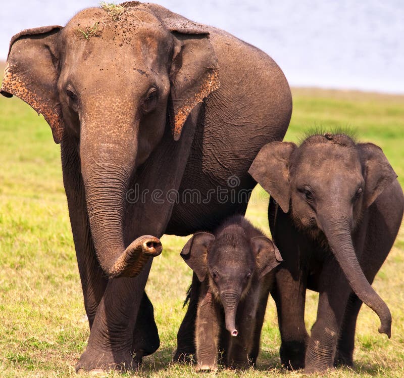 De Kleinste Olifant, De Kostbare Pygmy Olifant Van Borneo Op Witte ...