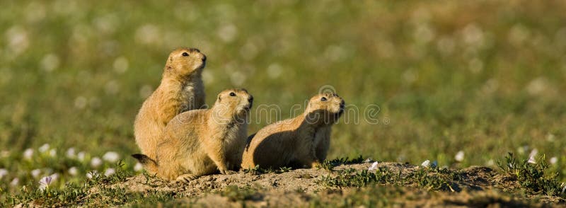 Drie Prairiehonden Met Zwarte Staart Stock Afbeelding - Image of ...