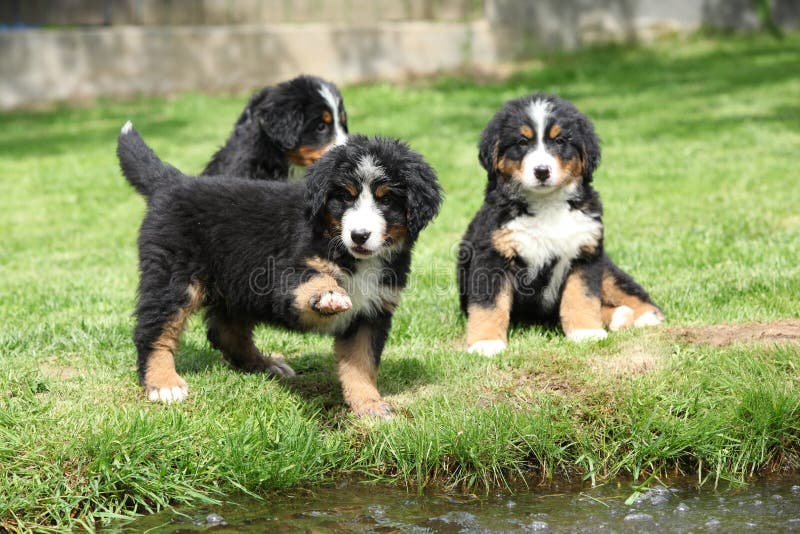 Drie Puppy Van De Hond Van De Berg Bernese Stock Foto - Image of zwart ...