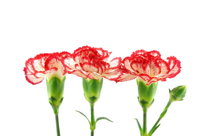 Drie rode en witte anjers stock foto. Image of anjer - 20138534