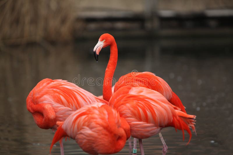 Amerikaanse Flamingo - Phoenicopterus Ruber - Mooie Rode Gekleurde ...