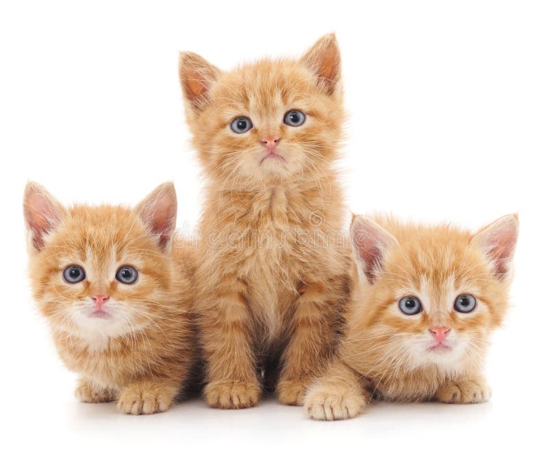 Drie rode katten stock afbeelding. Image of leuk, kinderen - 93789621
