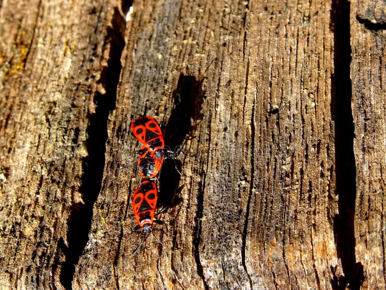 Drie rode kevers stock foto. Image of rood, kevers, wild - 214765682