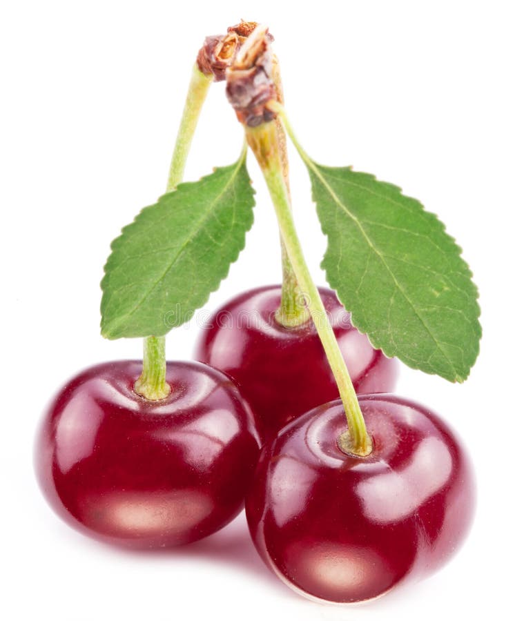 Kersen stock afbeelding. Image of kers, groep, vrucht - 11495255