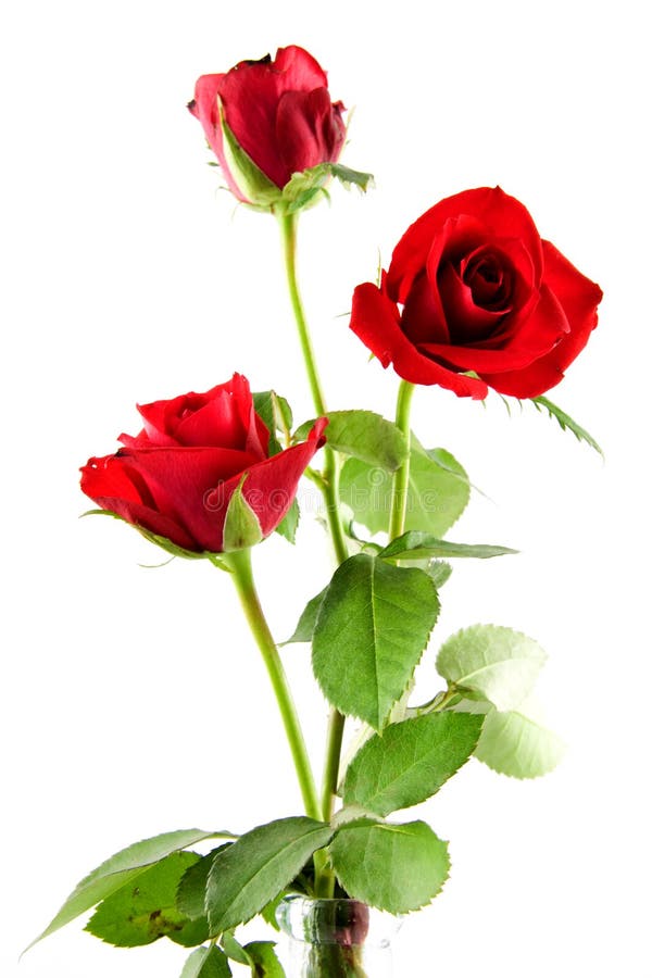 Drie rode rozen stock afbeelding. Image of verjaardag - 8906813