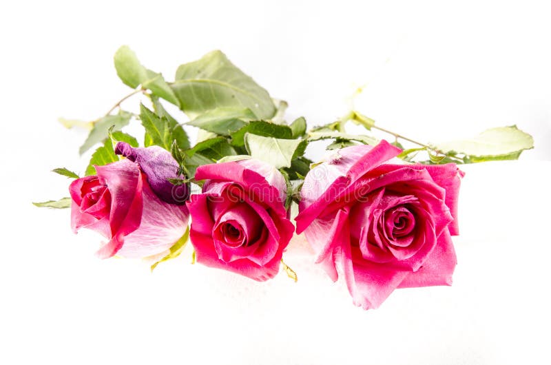 Drie Roze Rozen Met Wat Groene Uit Komst Stock Foto - Image of komst ...