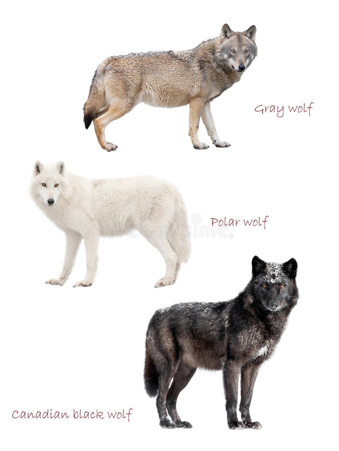 Drie Soorten Wolven Geïsoleerd Op Wit Stock Foto - Image of geïsoleerd ...