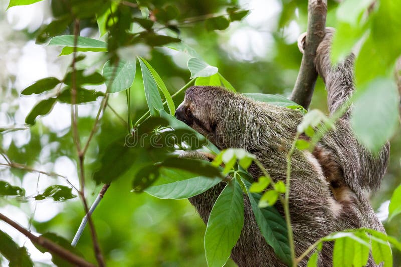 Drie Toed Luiaard Het Bereiken Stock Afbeelding - Image of nana ...