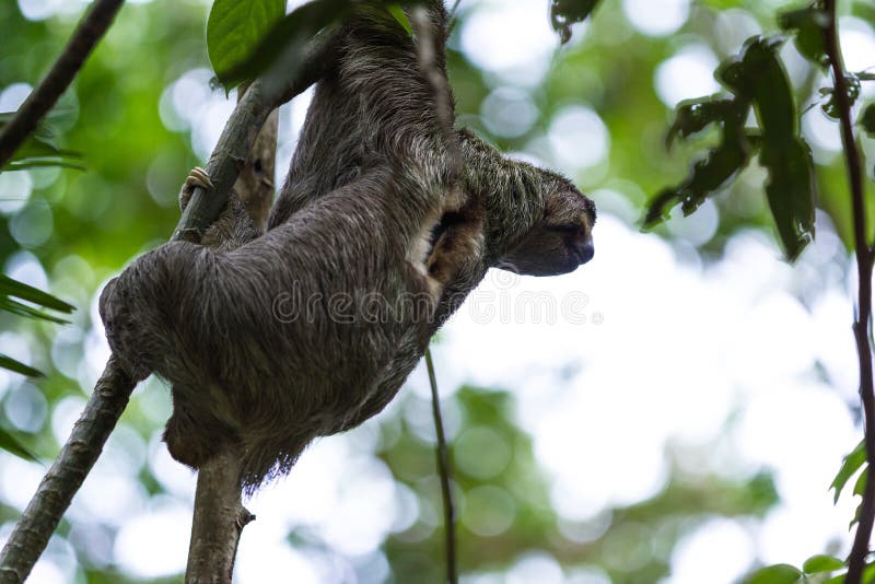 Luiaard Het Hangen Op Machtslijnen Stock Afbeelding - Image of grijs ...