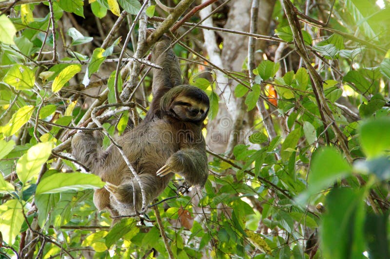Drievingerige Luiaard in De Boom - Costa Rica Stock Afbeelding - Image ...