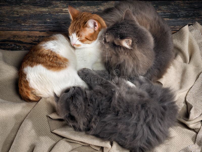 Drie Verschillende Katten Die Samen Het Koesteren Van Elkaar Slapen ...